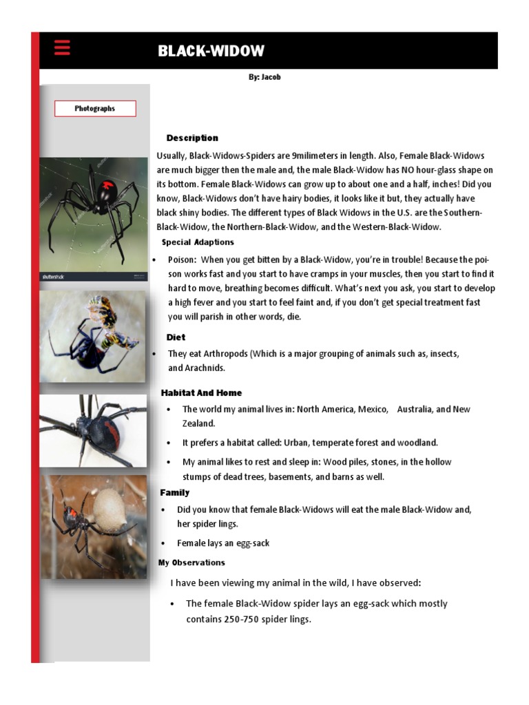 Black Widow Spider | PDF