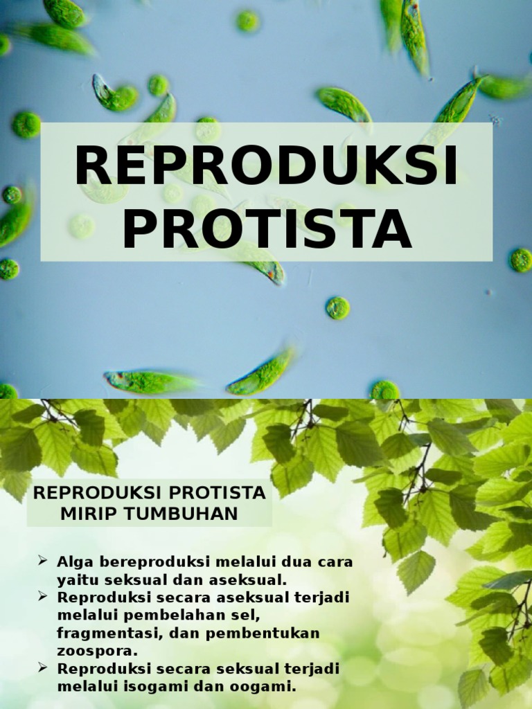 Reproduksi Protista | PDF