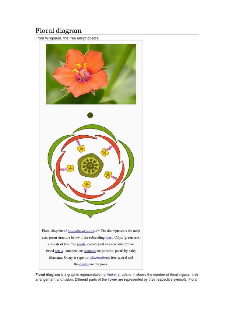 Floral Diagram | PDF | Flowers | Plants