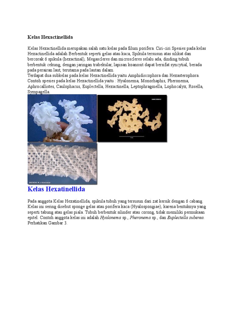Kelas Hexactinellida | PDF