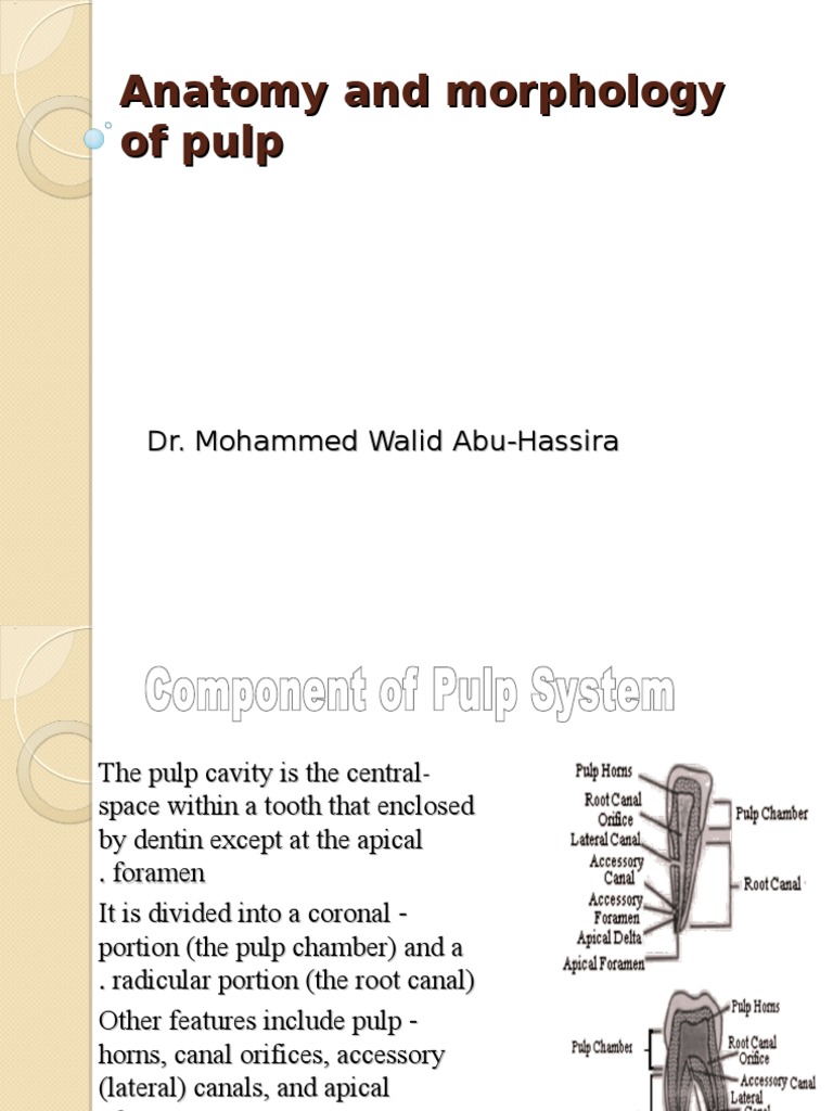 Dental Pulp Anatomy Guide | PDF | Dentin | Tooth