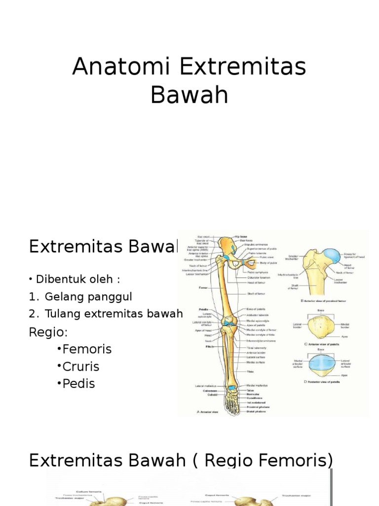 Anatomi Extremitas Bawah | PDF