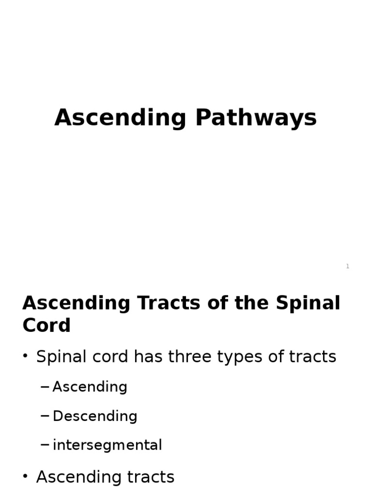 11 Ascending Pathways Pdf Spinal Cord Somatosensory System