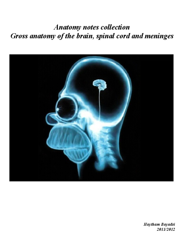 Neuroanatomy Notes PDF | PDF | Human Anatomy | Organ (Anatomy)