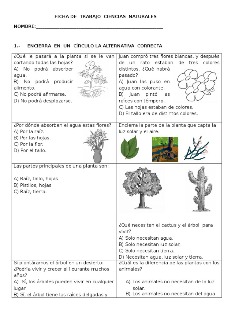 Ficha de Trabajo Ciencias Naturales Las Plantas