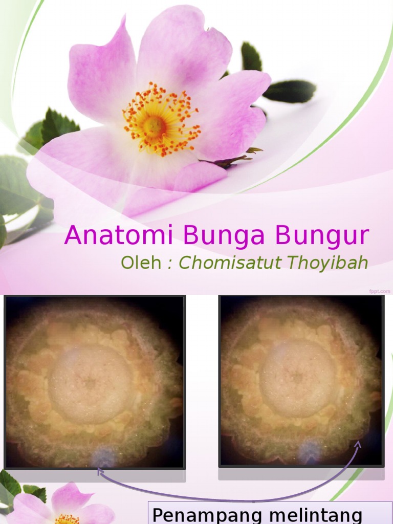 SPT Kelompok A. Anatomi Bunga | PDF