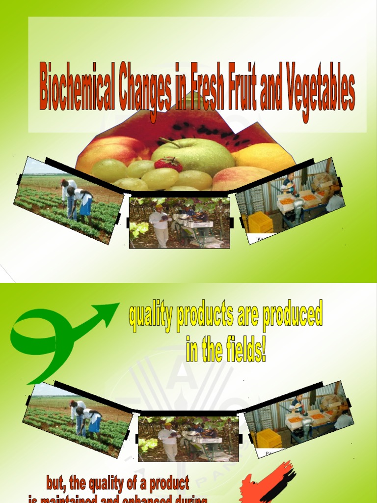 Vegetable and Fruit Post Harvest Handling | PDF | Refrigeration ...