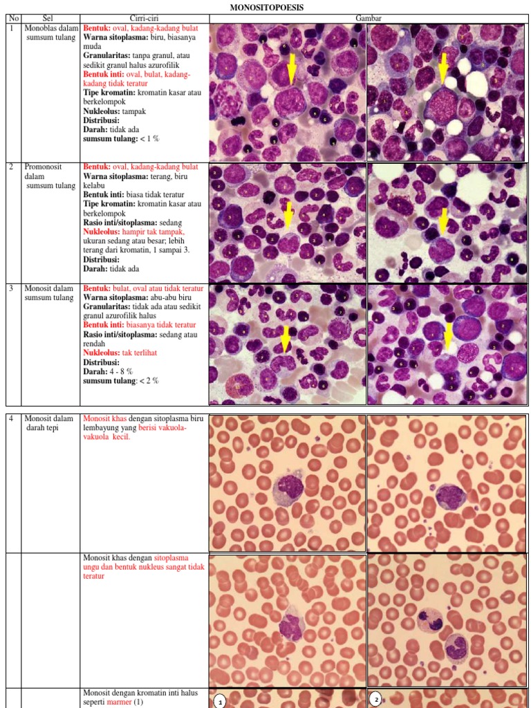 Identifikasi Monosit | PDF