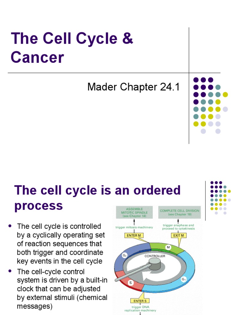 Cell Cycle Control and Cancer Insights | PDF | Wellness | Science ...