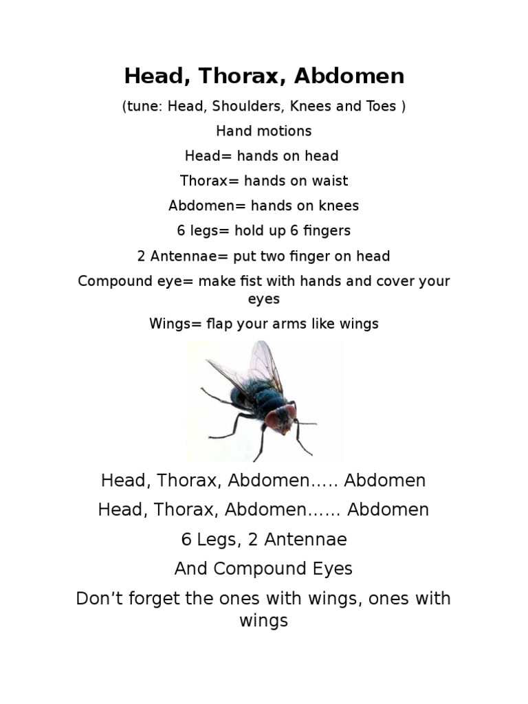 Head Thorax Abdomen | PDF | Language Arts & Discipline | Foreign ...