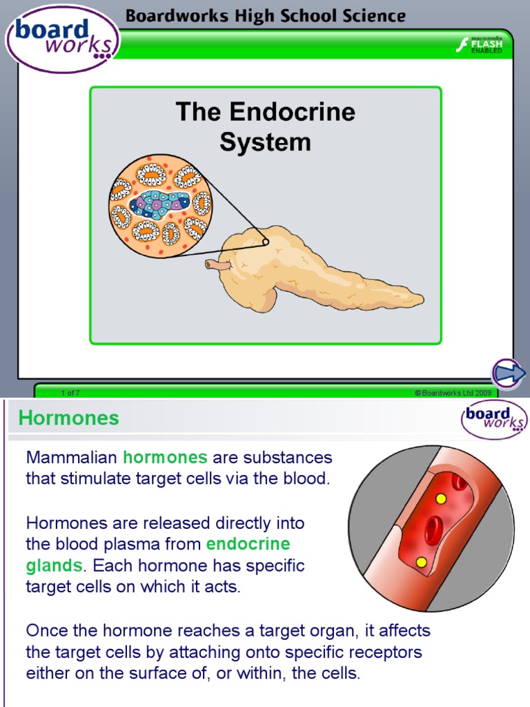 Basic Endocrine | PDF