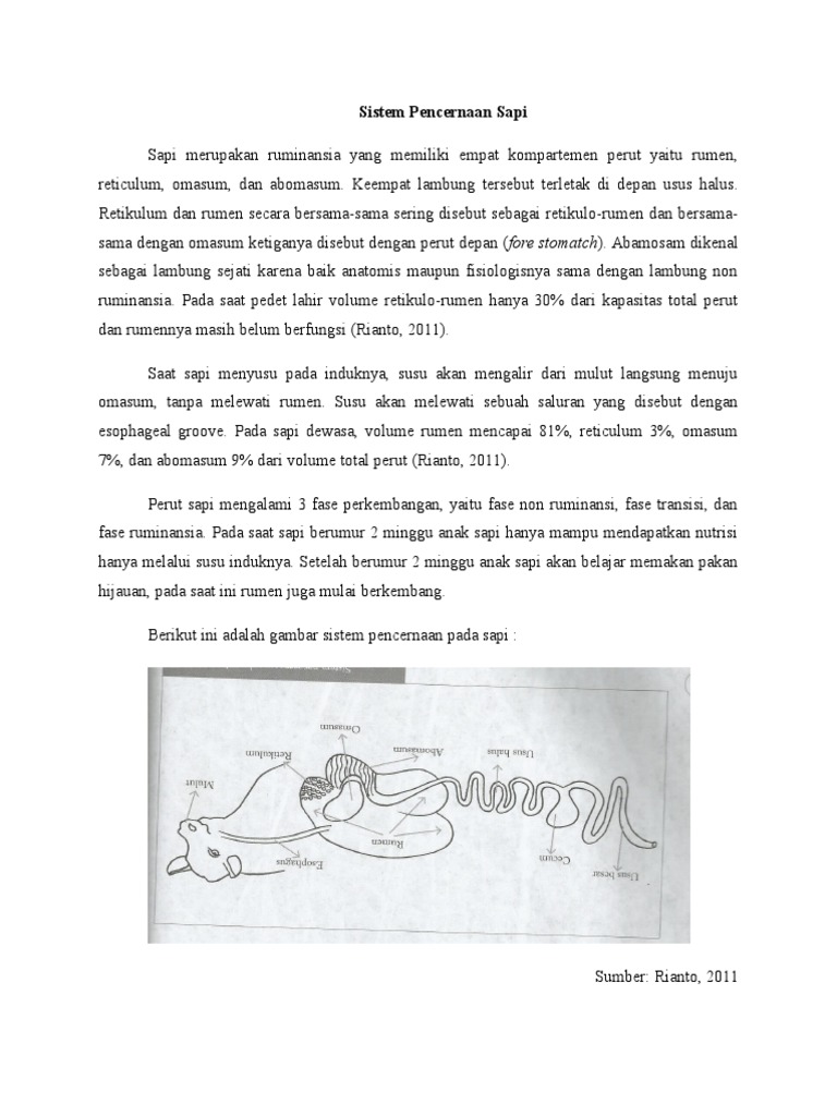 Sistem Pencernaan Sapi | PDF