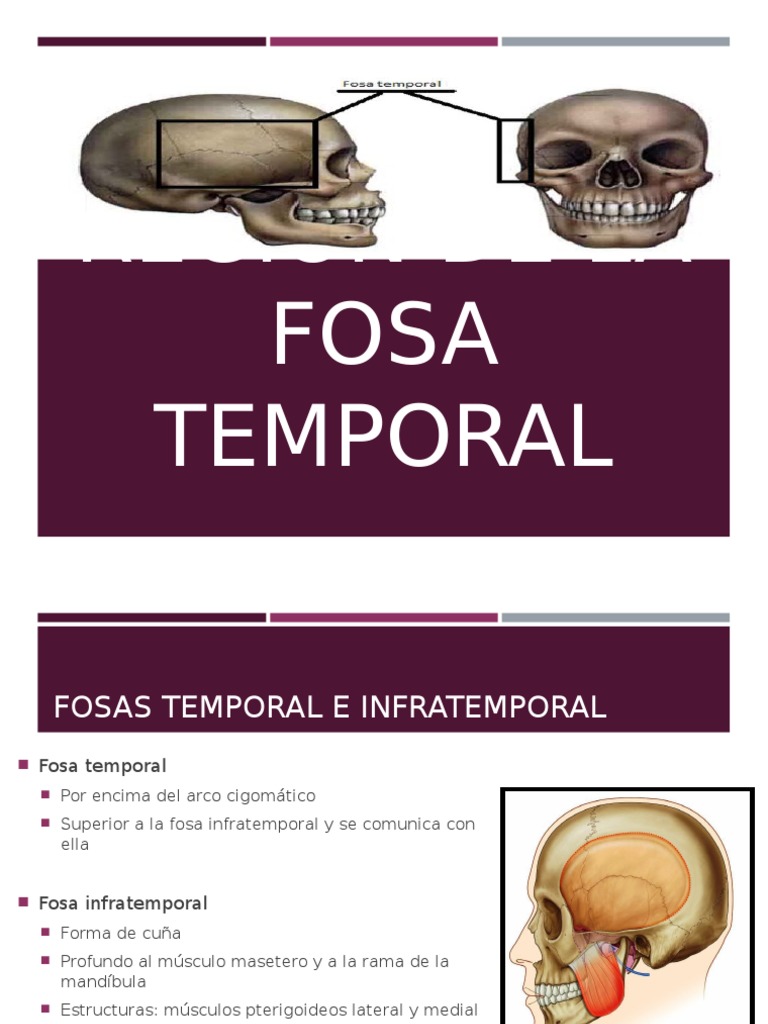 Seminario4 Fosa Temporal | PDF | Sistema esquelético | Anatomía de los ...