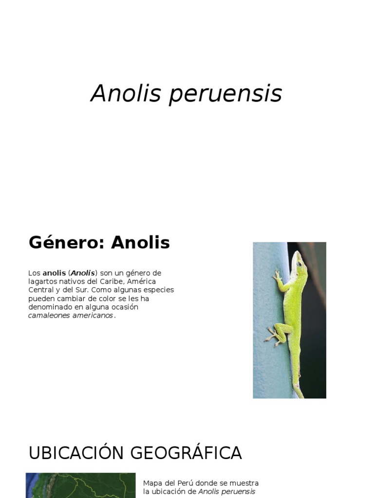 Anolis peruensis: Lagarto nativo del Perú | PDF | Ciencia y matemáticas