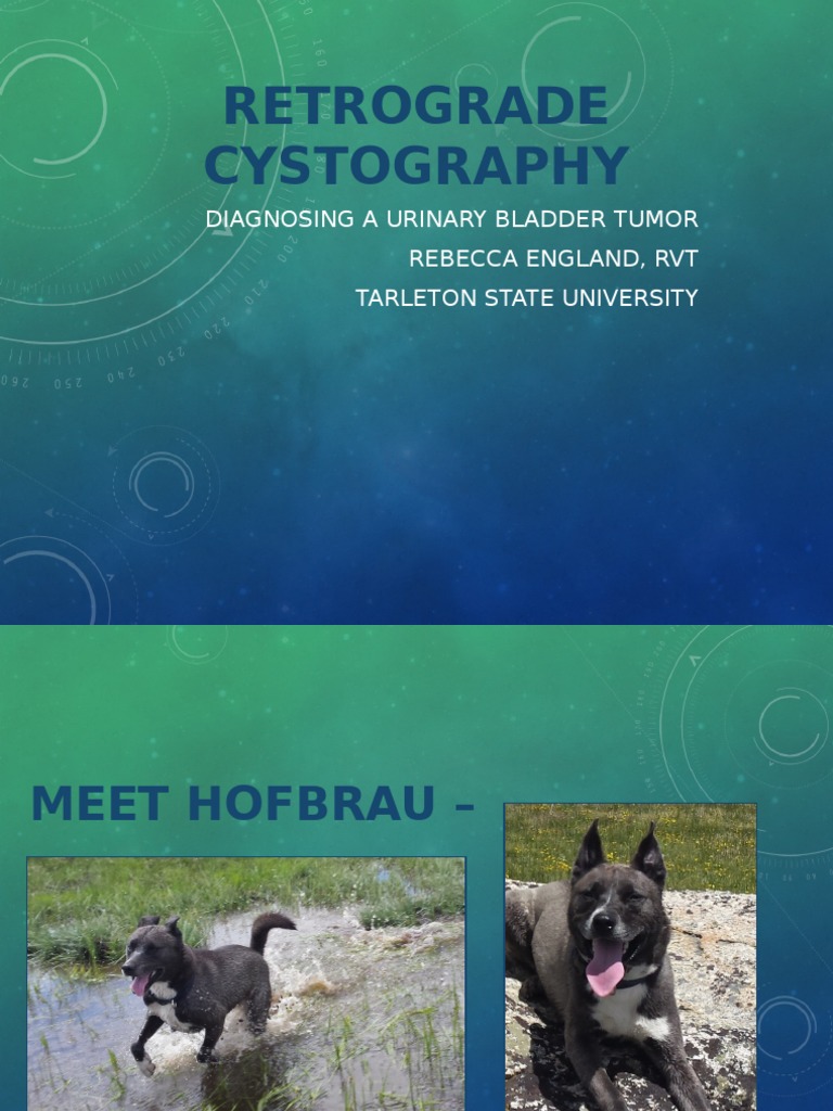 Retrogade Cystography | PDF | Urine | Urinary Incontinence