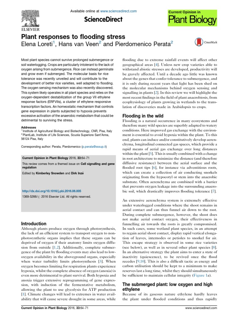 Plant Flooding Stress Responses Explained | PDF | Cellular Respiration ...