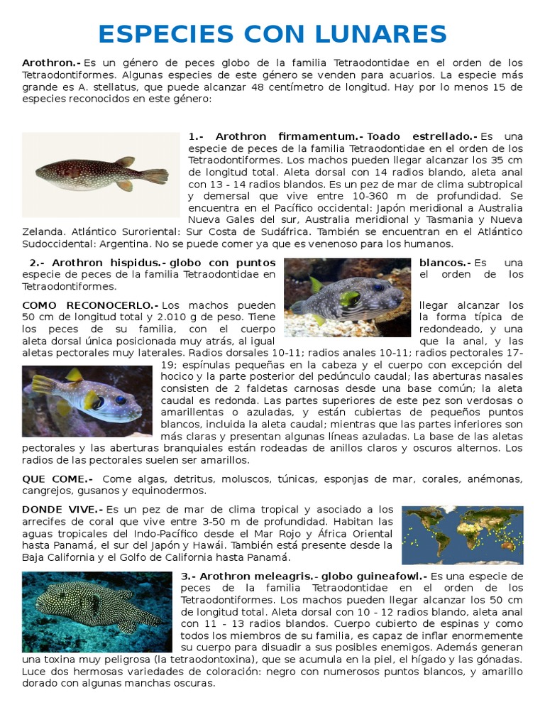 Caracteristicas de Los Peces Del Mar Peruano | PDF | Animales acuáticos ...
