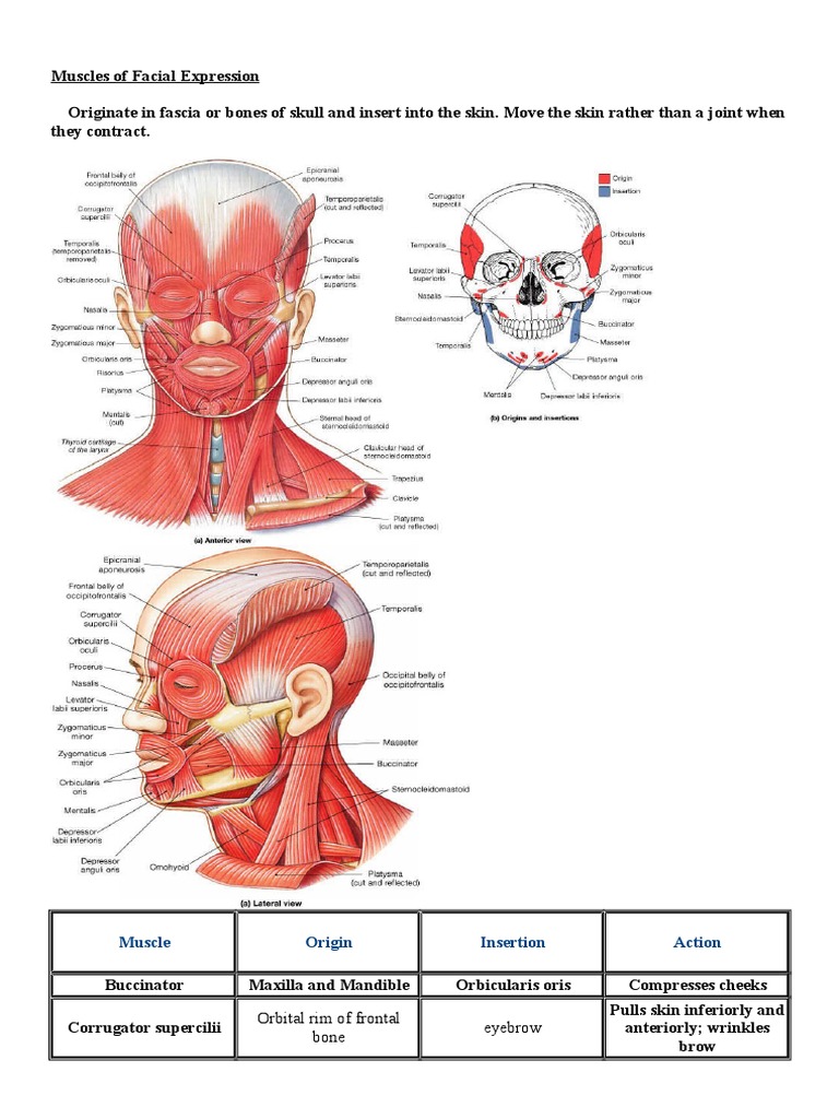 Muscles of Facial Expression | PDF | Foot | Pelvis