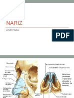 Anatomía y Fisiología de Nariz y Senos Paranasales | PDF | Nariz humana | Otorrinolaringología