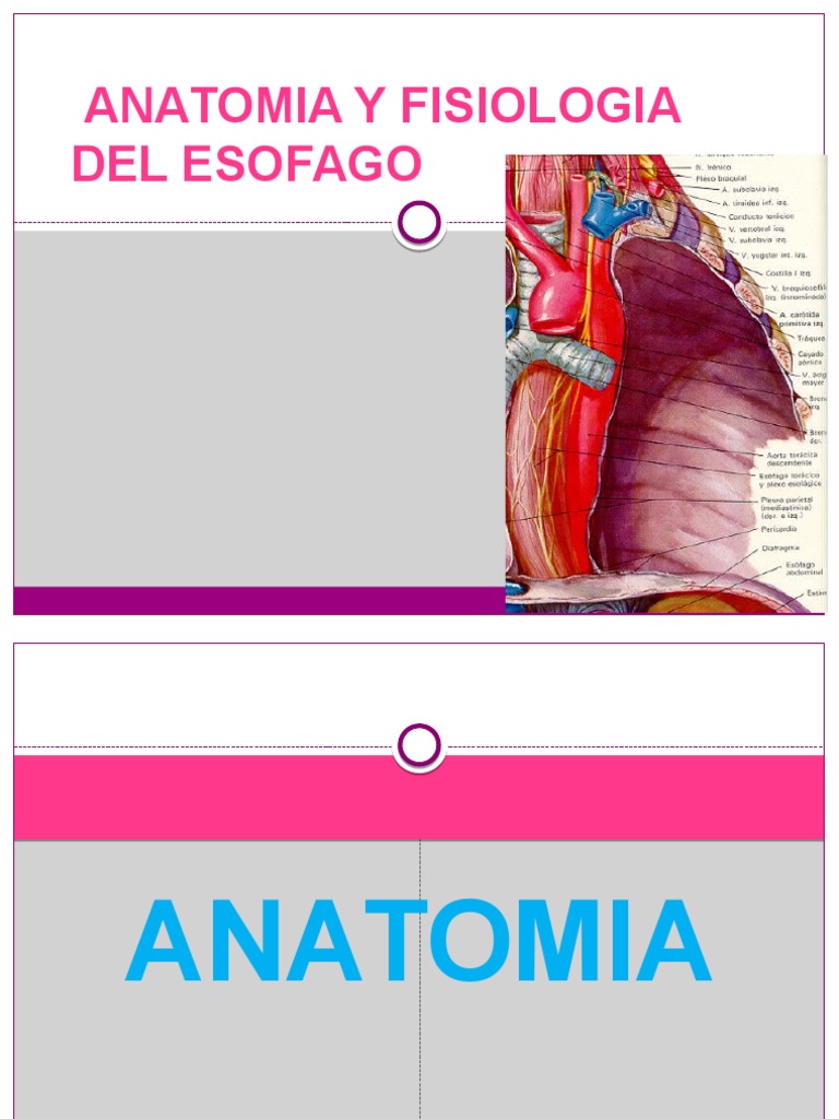 Bill Roy Ferrufino Mejia Anatomia de Esofago | PDF | Zoología | Órgano ...
