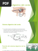 Anatomía Digestiva del Cerdo | PDF | Sistema digestivo humano | Alimentos
