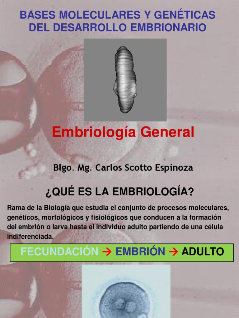 Bases Moleculares y Geneticas Del Embrion | PDF | Gene | Biología del ...