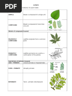 Leaf Dichotomous Key | PDF | Leaf | Branches Of Botany