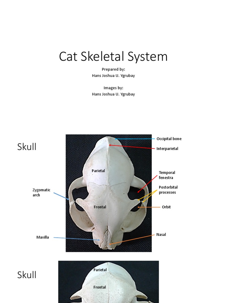 Cat Skeletal System | PDF | Limbs (Anatomy) | Human Anatomy