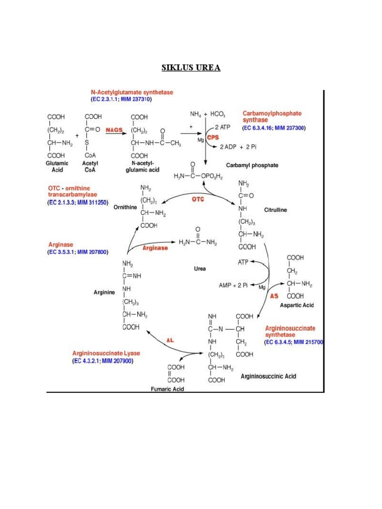 Siklus Urea | PDF | Kesehatan Holistik