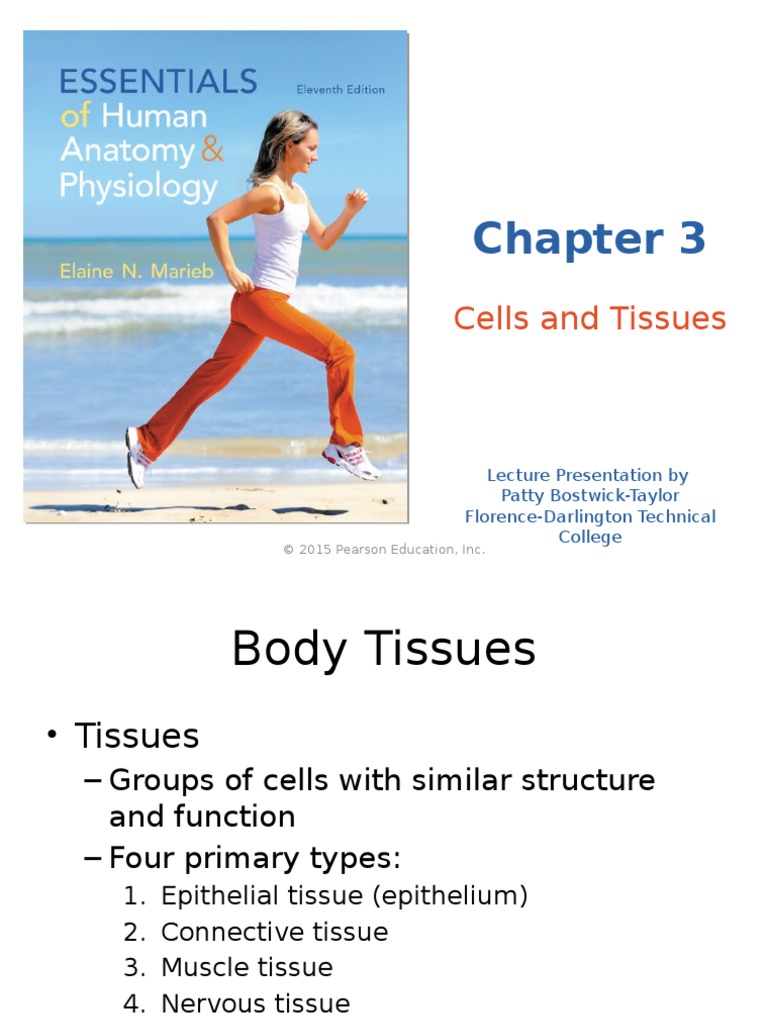 Tissue PowerPoint | PDF | Epithelium | Tissue (Biology)