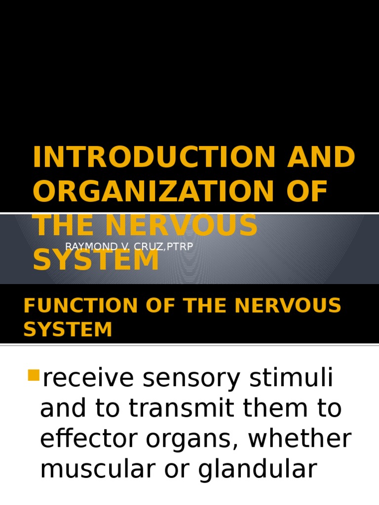 Nervous System Structure and Function | PDF | Spinal Cord | Nervous System