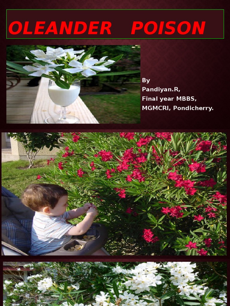 Oleander Poisoning: Clinical Management | PDF | Medical Specialties ...