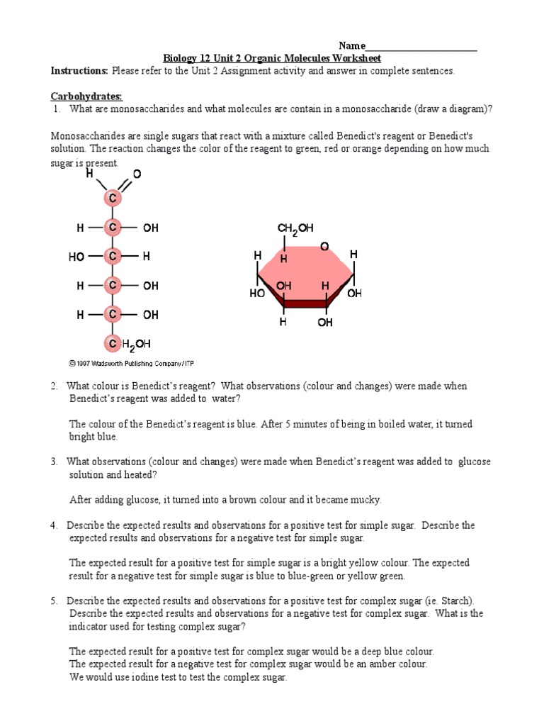 Organic Molecules Lab Worksheet | PDF | Carbohydrates | Molecules