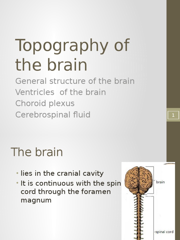 2.topography of The Brain | PDF | Cerebrum | Cerebellum