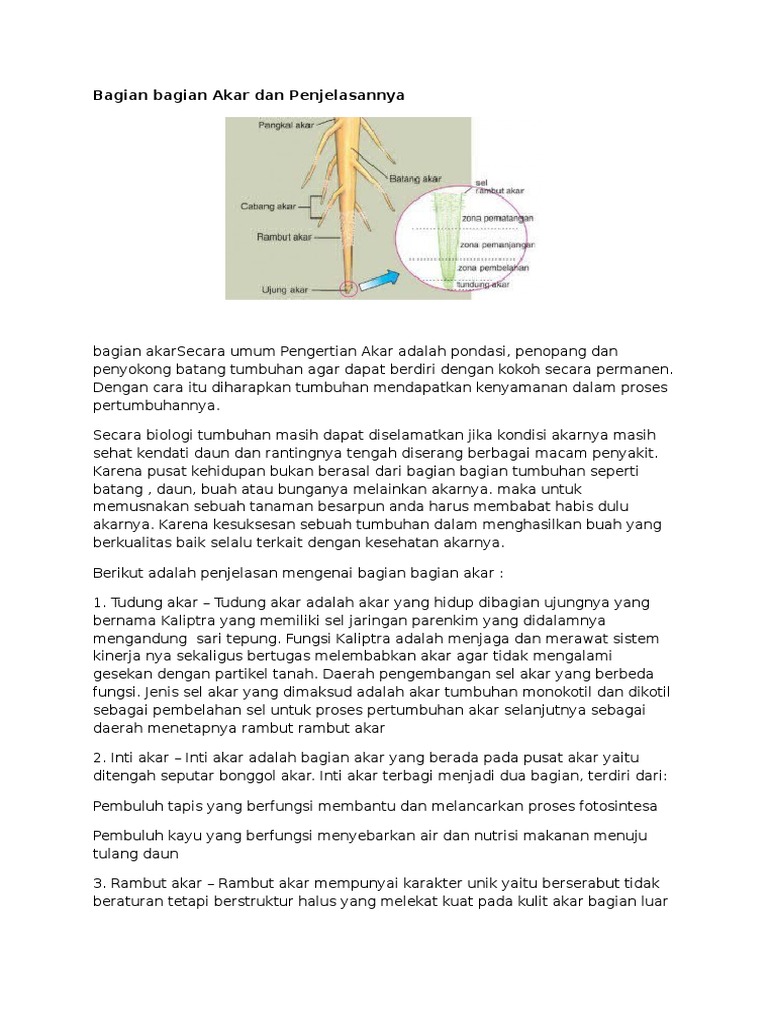 Struktur dan Fungsi Bagian Akar Tumbuhan | PDF