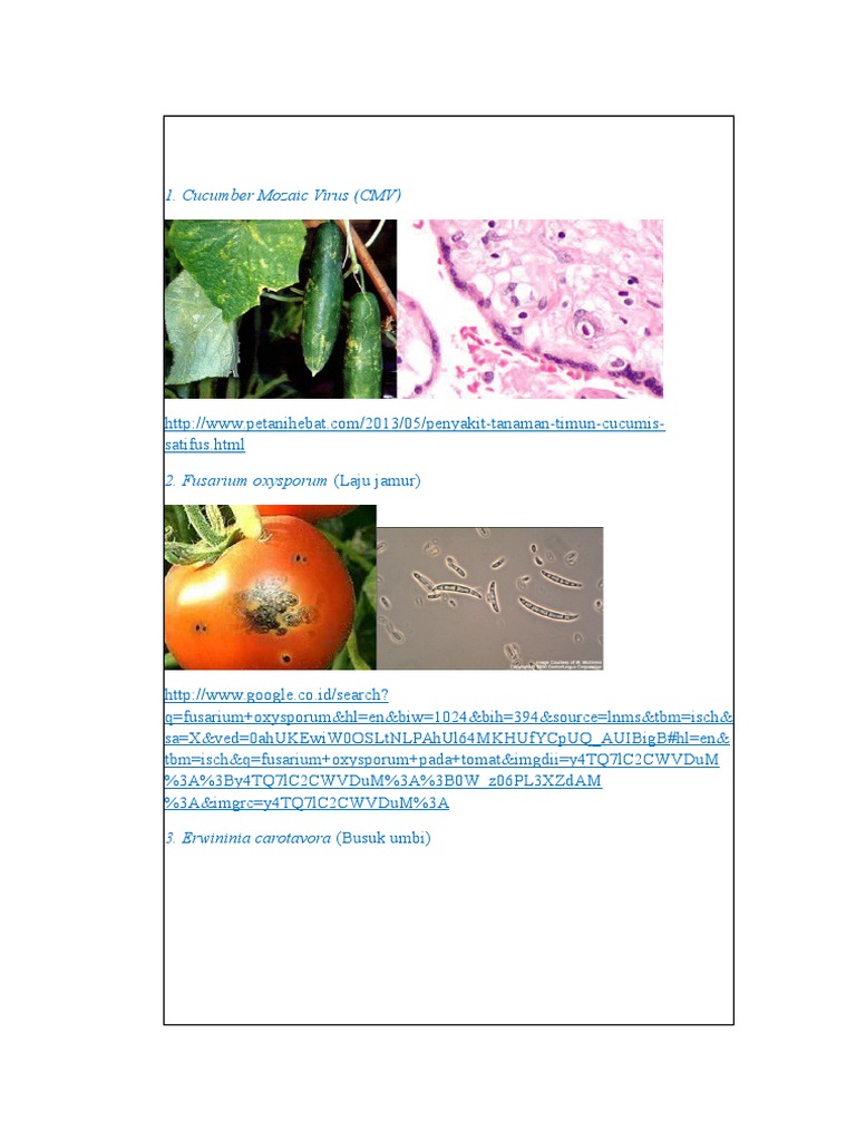 Plant Disease Identification Guide | PDF