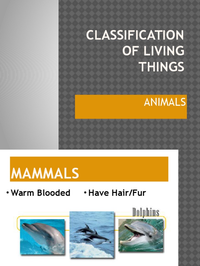 Animal Classification for Kids | PDF | Home & Garden