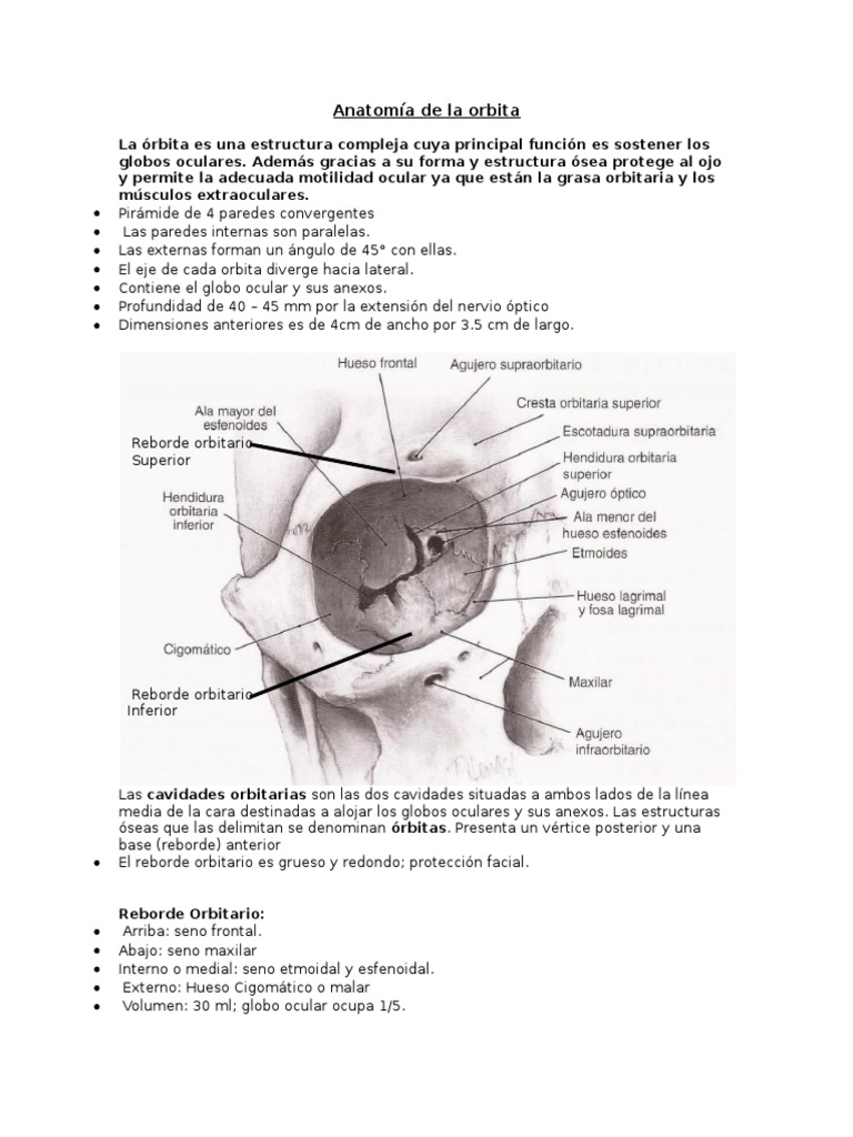 Anatomía de La Orbita | PDF | Órganos sensoriales | Anatomia animal
