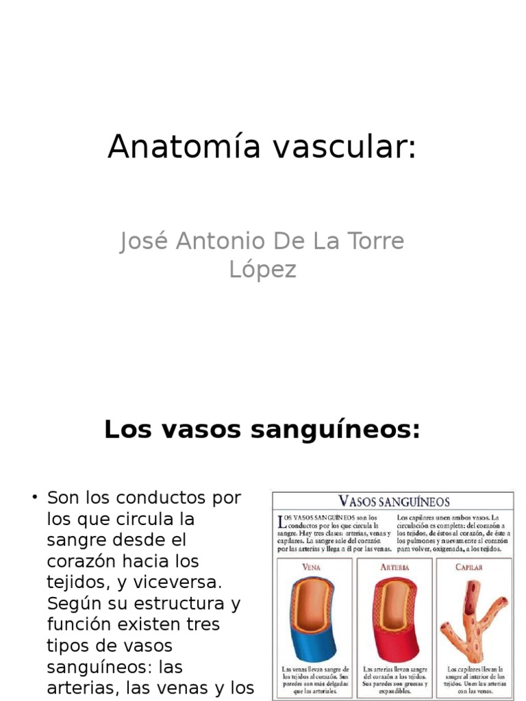 Anatomía del Sistema Vascular | PDF | Aorta | Artería