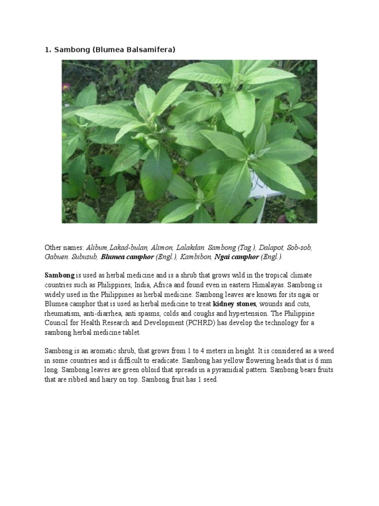 10 Halamang Gamot | PDF | Common Cold | Inflammation