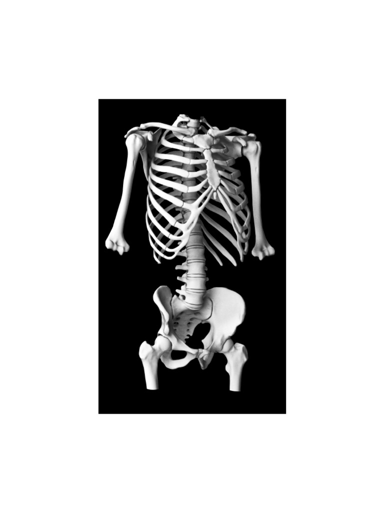 Anatomía - Torso Referencias | PDF