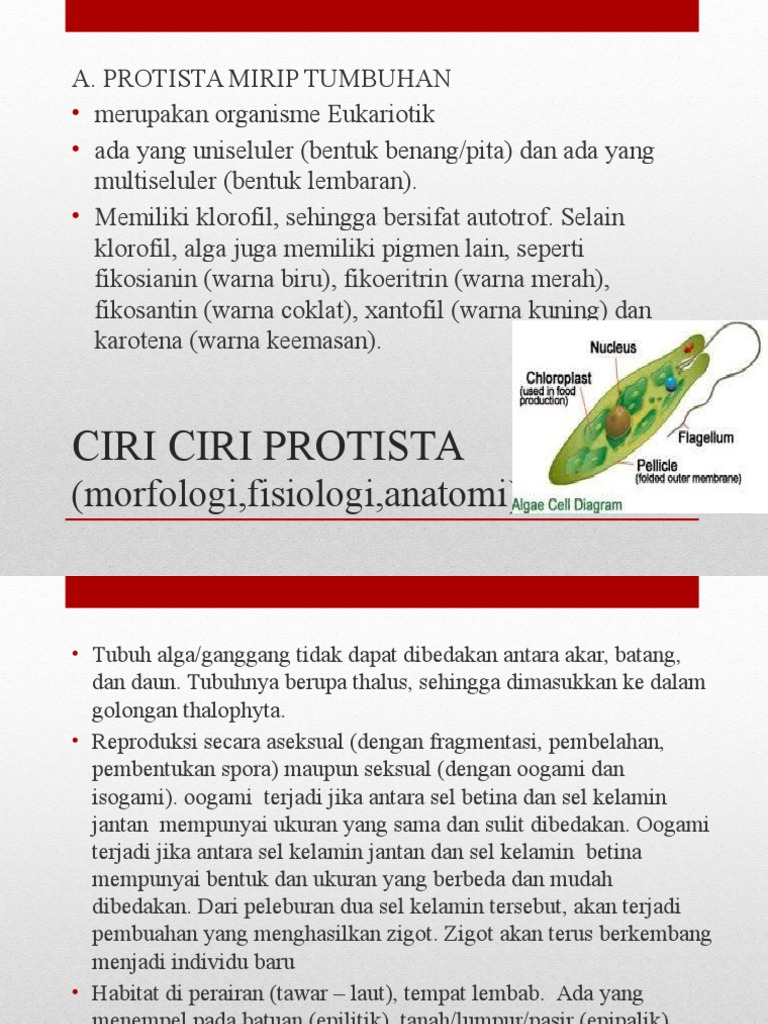 CIRI CIRI PROTISTA (Morfologi, Fisiologi, Anatomi) | PDF