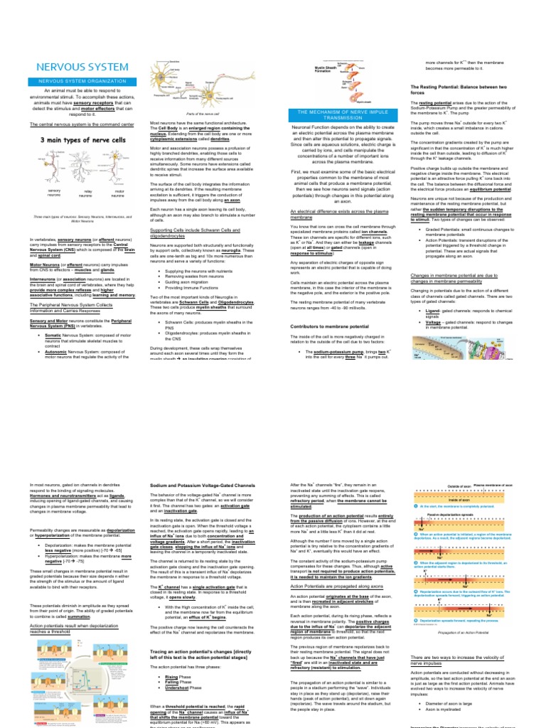 Nervous System | PDF | Action Potential | Chemical Synapse