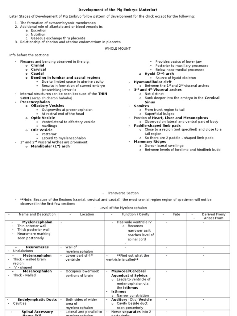 Pig Embryo Development Stages Overview | PDF | Heart | Aorta