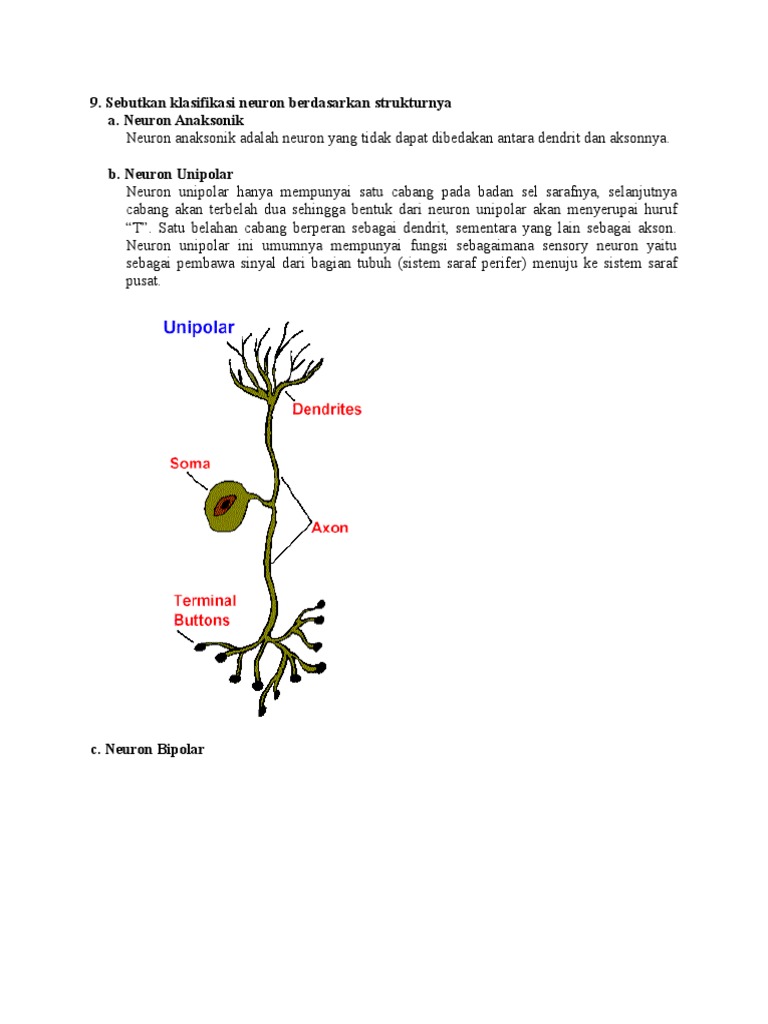 Klasifikasi Neuron Berdasarkan Struktur | PDF