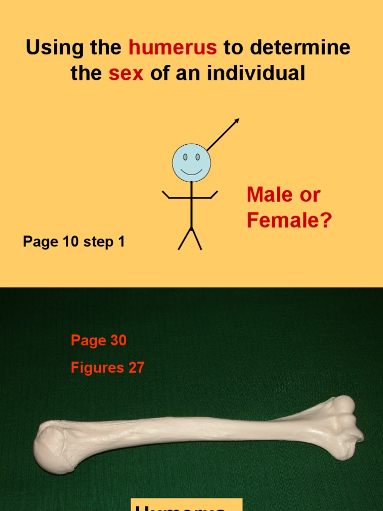Humerus Sex Using The To Determine The Of An Individual Pdf