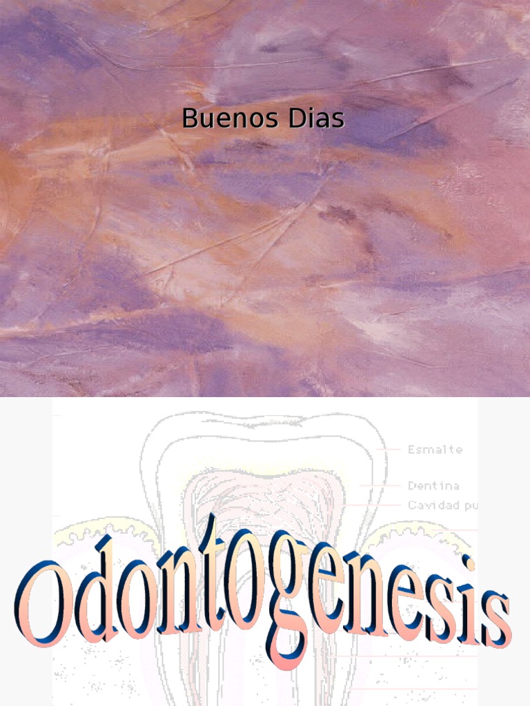 odontogenesis.ppt | Diente humano | Epitelio
