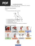 Drenaje Autógeno en Fisioterapia Respiratoria | PDF | Sistema ...