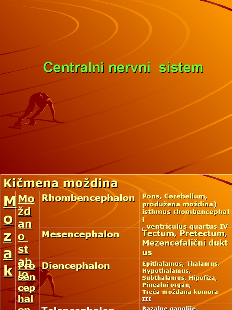 Centalni Nervni Sistem Produzena Mozdina I Mozak | PDF