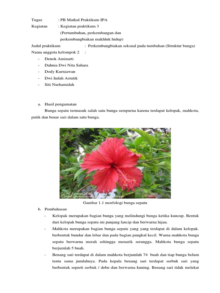 Observasi Struktur Bunga Sepatu | PDF | Griya & Taman | Kesehatan Holistik